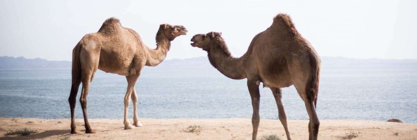 Brainteaser #4 - Camels In The Desert - Epic Escapes